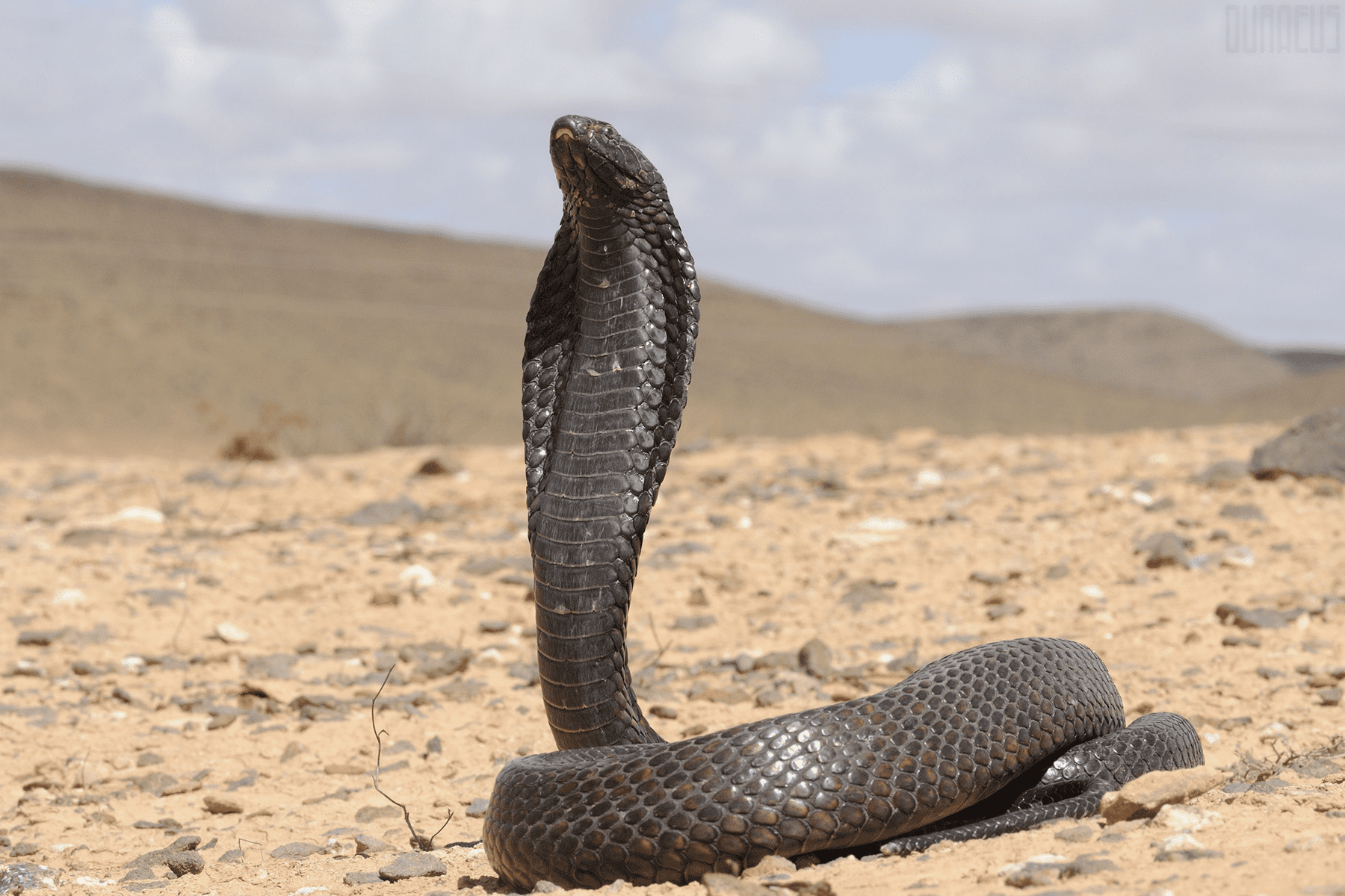 Serpientes: Uno de los reptiles mas peligrosos que existen