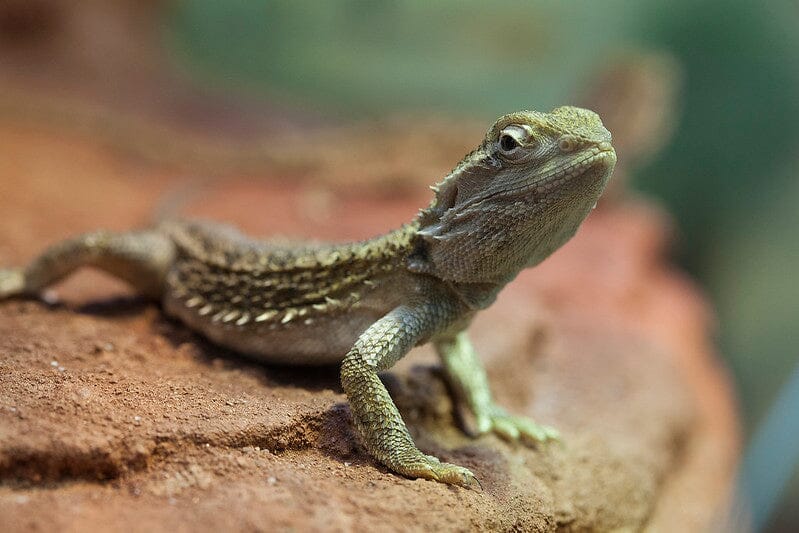 Dragon de Lawson: Pogona Henrylawsoni, fascinante e importante