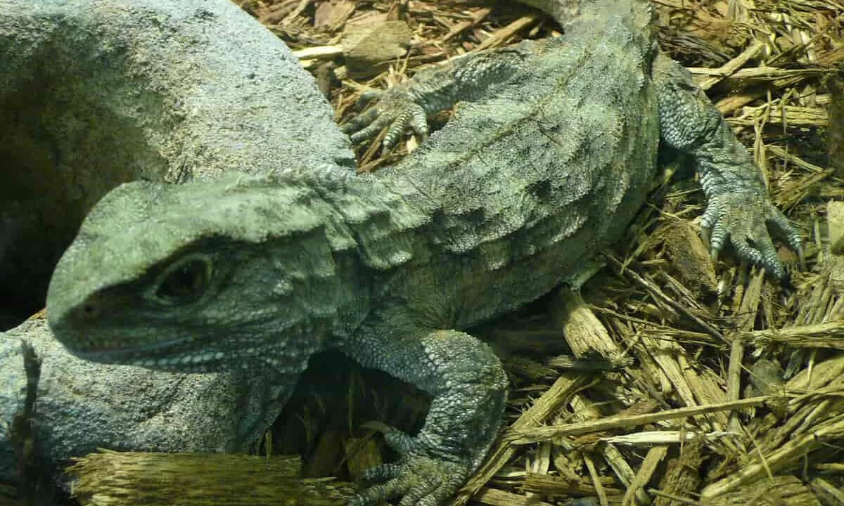 Orden de reptiles escamosos "Squamata" Serpientes, lagartos