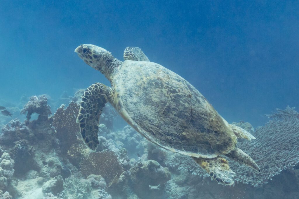 Tortugas Marinas - Son los reptiles