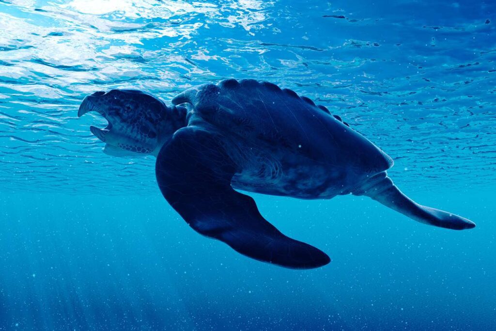 Orden de Reptiles "Testudines": Tortugas de mar y de tierra.