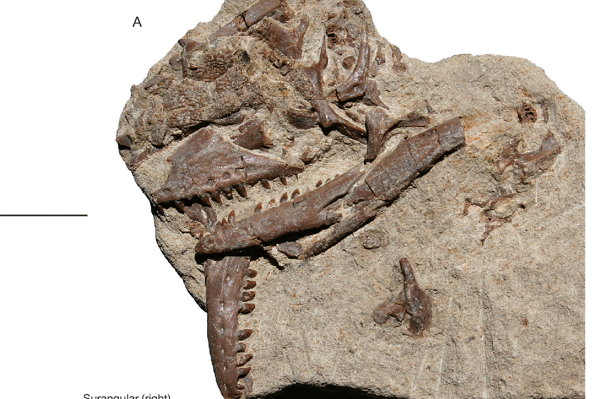 Orden de reptiles escamosos "Squamata" Serpientes, lagartos
