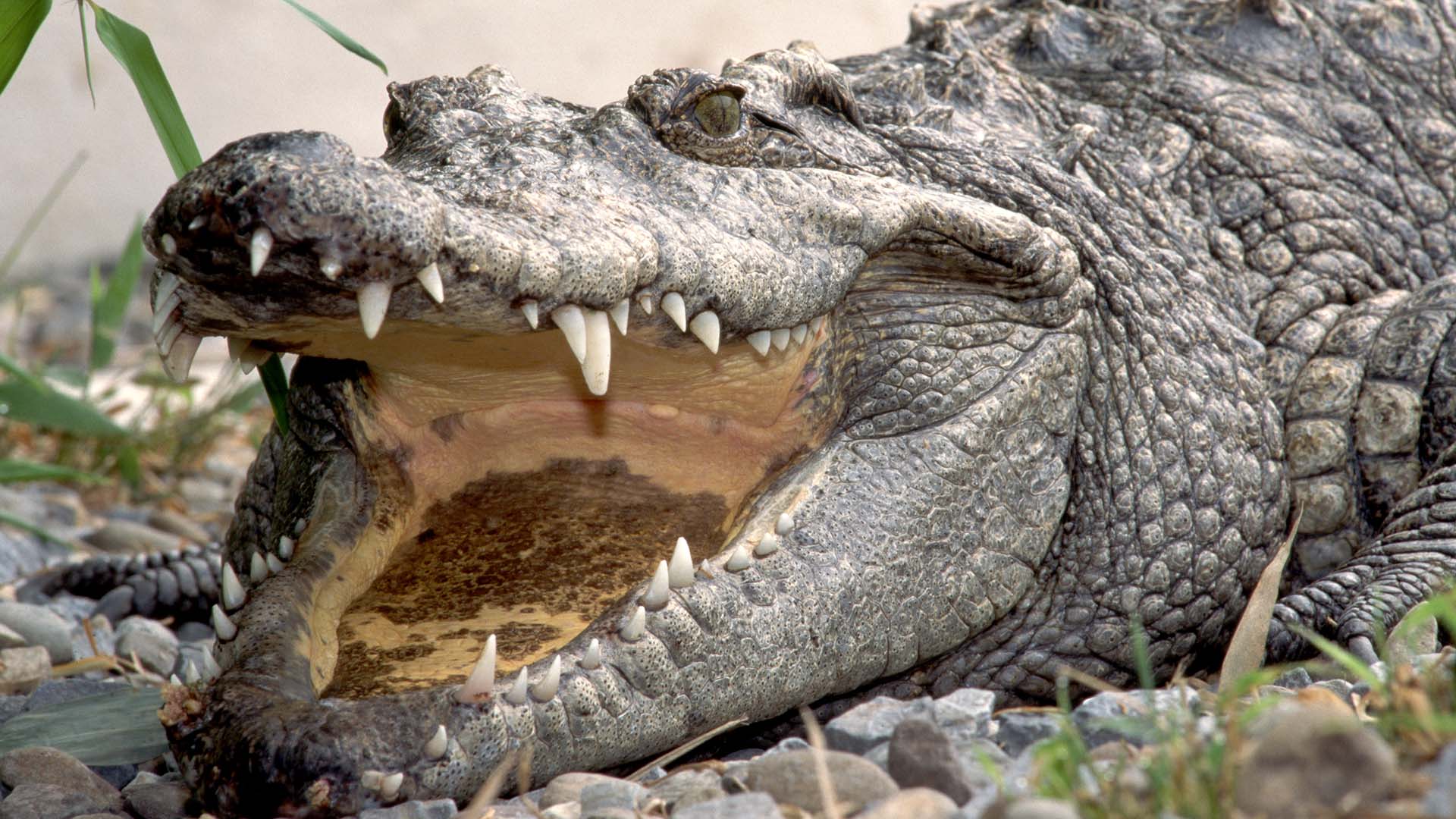 Cocodrilo Siamés: Un cocodrilo en peligro de extinción.